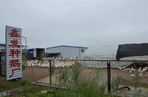 乡村行 看振兴丨黑龙江汤原白鹅产业链唱响致富“向天歌” 新华网