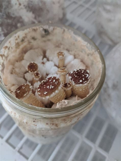 [gourmet] Recently Had Contam Issues With My Fresh Lcs Thought I Was Messing Up All The Contam