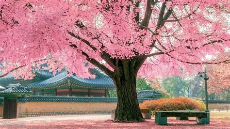 Классическая музыка лечит душу, краше цветут цветы – Моцарт, Бетховен ...