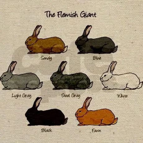 Flemish Giant Rabbit Care Sheet Here Bunny