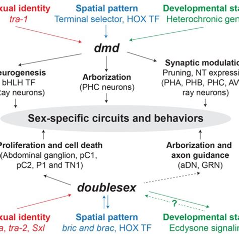 Dmd And Doublesex Mechanisms Underlying Sex Specific Circuits And Download Scientific Diagram