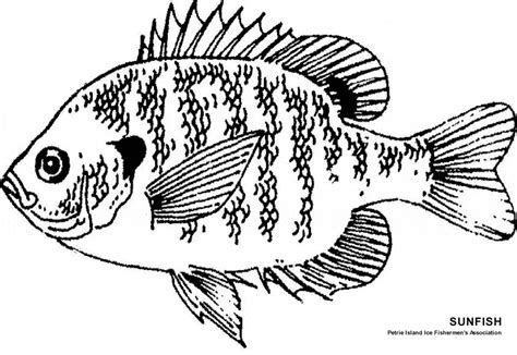 Sunfish Printable Coloring Pages Coloring Cool