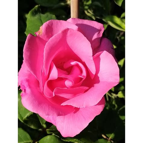 Rosa The Mccartney Rose Meizeli Award Winning Variety Intensely