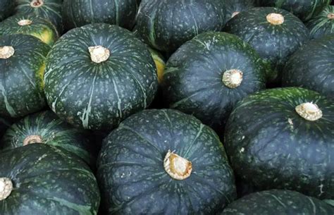 12 Types Of Green Pumpkins With Pictures