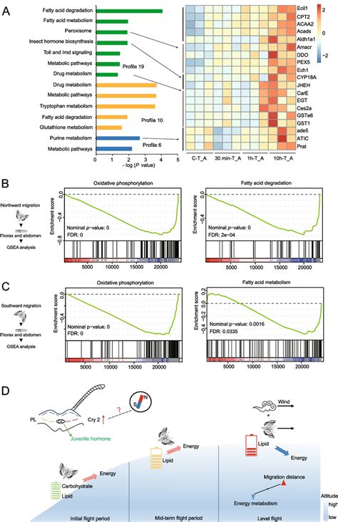 Transcriptome Analysis Of Genes Related To Energy Consumption During