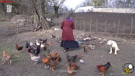 زندگی روستایی ییلاق های تالش فیلو