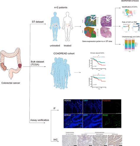 Workflow Of Bioinformatic Analysis Two Types Of Datasets Were Utilized