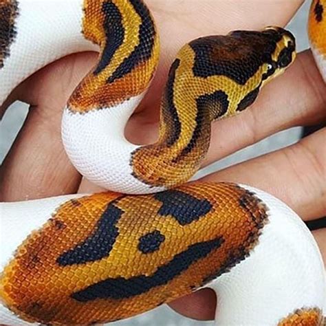 Ball Python Patterns