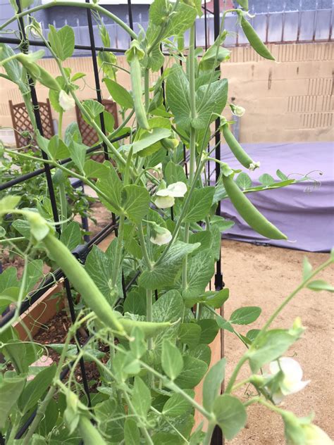 Container Planting Sugar Snap Peas How To Grow Peas Rhs Vegetables