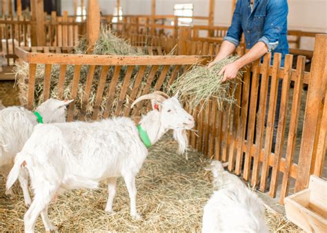 Feeding Goats Everything You Need To Know About Goat Food