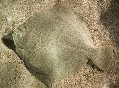 Turbot Flatfish European Delicacy Britannica