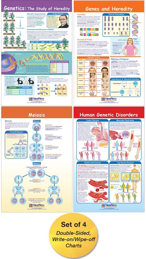 Genetic Traits Chart