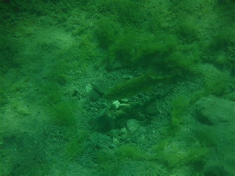 Help When Is The Best Time To Fish For Bass Badangling