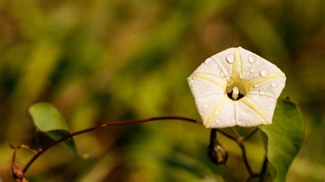 How To Plant And Grow Moonflower Full Step By Step Guide