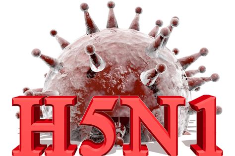H5n1 Bird Flu Research