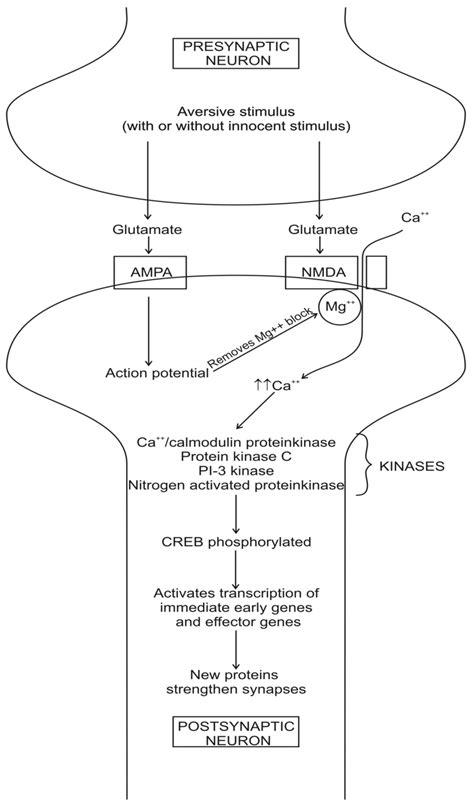 The Molecular Basis Of Ltp An Aversive Stimulus Reaching The Download Scientific Diagram