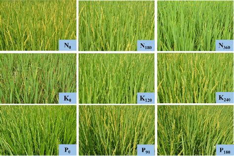 Visible Vision Of N P K Application On Flowering Time Of Rice All