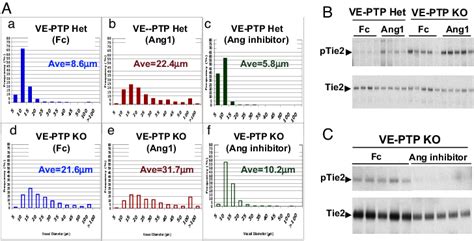 Ve Ptp Regulates Angiopoietin Induced Vessel Diameter And Tie2