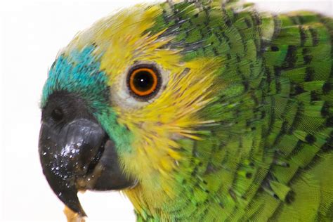 Pico Sucio De Marta Liber Fotored Es