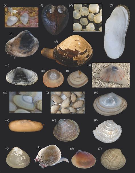 Investigating The Bivalve Tree Of Life An Exemplar Based Approach