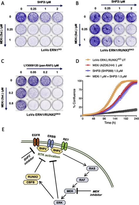 shp2 is an essential driver of loss of runx2 induced mek inhibitor