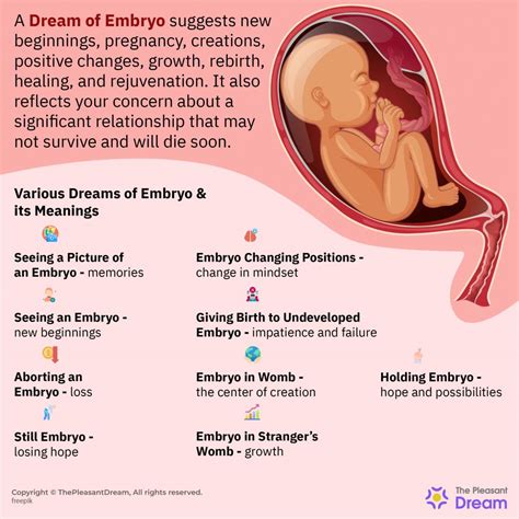 Embryo Dream Meaning It Suggests Rebirth And Growth In Life