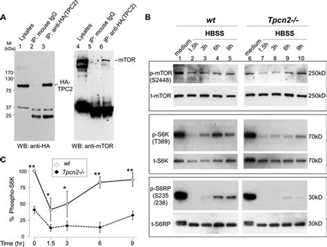 Reduced Mtor Activity And Delayed Mtor Reactivation During Starvation