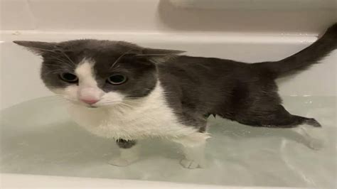 Soggy Cat 1v1 2421 9324 6858 By Paradise Palms Fortnite Creative Map