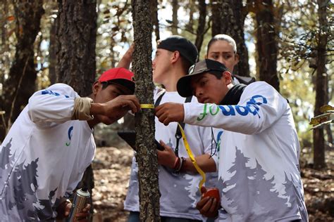 Carbonof Developing Carbon Sequestration Projects In Mexico Uplink