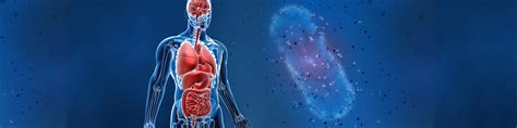 Adme And Drug Drug Interaction Considerations During Drug Development
