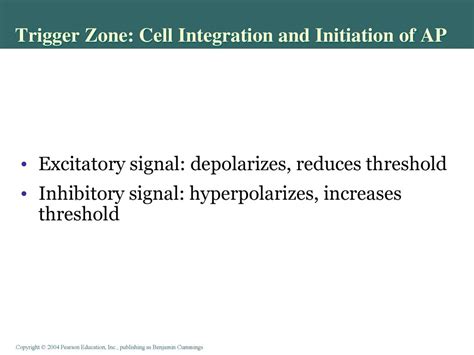 Neurons Cellular And Network Properties Ppt Download