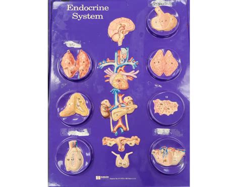 Endocrine System Model Flat Quiz