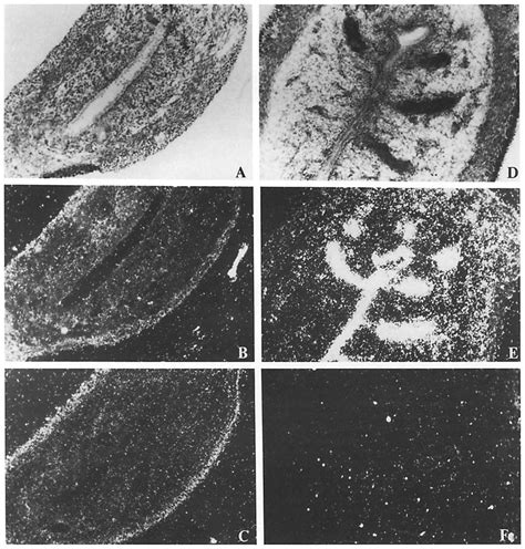 In Situ Analysis Of C Fos Induction By Estradiol Showing Representative