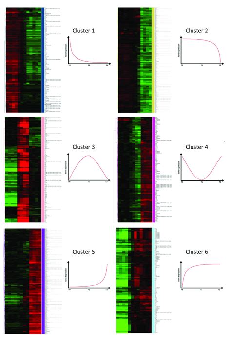 Hierarchical Clustering Of Probes And Schematic Gene Expression Profile