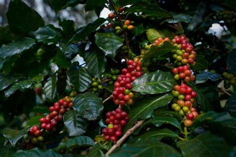 아라비카와 로부스타 유기농 커피 베리 콩을 나무에 새는 생 또는 잘 익은 붉은 가지 자바의 농장에서 농부 작물 과일을 과일에 대한 스톡 사진 및 기타 이미지 Istock