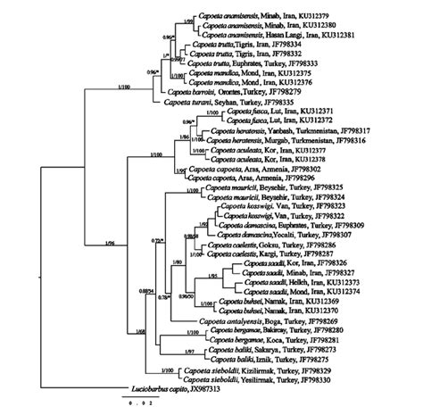 Condensed Bayesian Tree Inferred From Cyt B Numbers Right Of The