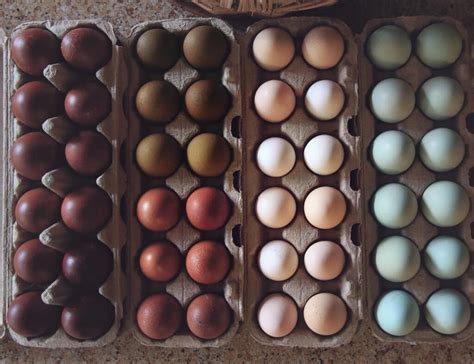 Black Copper Marans Egg Color Chart Color