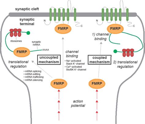 Multifarious Functions Of The Fragile X Mental Retardation Protein PMC