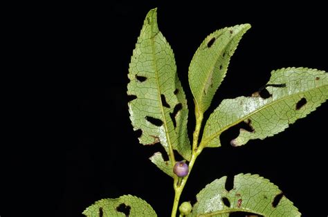 Eurya Chinensis Pentaphylacaceae