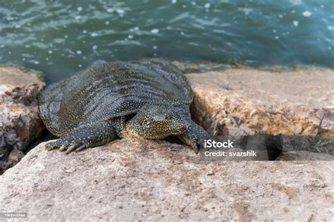 나일 강 부드러운 피부 거북 트리닉스 Triunguis 이스라엘의 Kfar Vitkin 정착근처 알렉산더 강에서 음식을 찾기 위해 돌 해변에 올라 갈고리 발톱에 대한 스톡