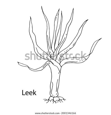 Leek Vegetable Culture Vector Illustration Linear Stock Vector Royalty