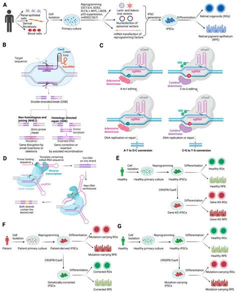 Induced Pluripotent Stem Cells And Genome Editing Tools In Determining