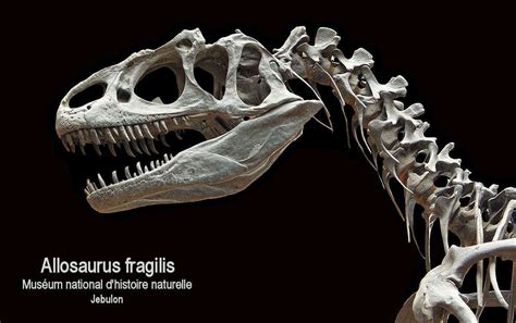 Allosaurus Facts About The Famous Jurassic Dinsaur