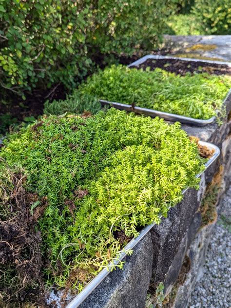 Planting Sedum In My Stone Wall The Martha Stewart Blog