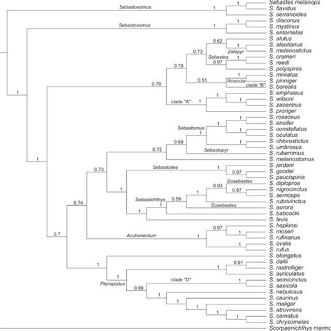 Consensus Tree Estimated Using The General Time Reversible Gtr Model