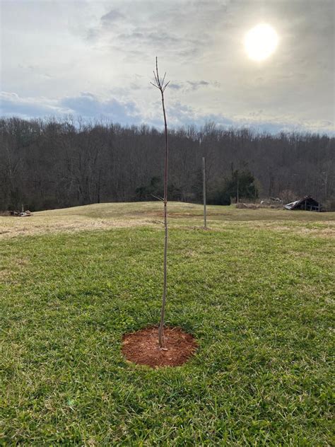 Sugar Maple Trees For Sale FastGrowingTrees Com