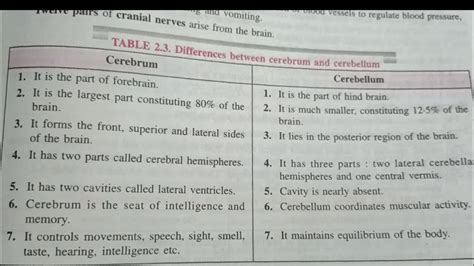 Difference Between Cerebrum And Cerebellum Class 10 Youtube
