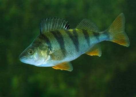 Картинки окунь (100 фото)