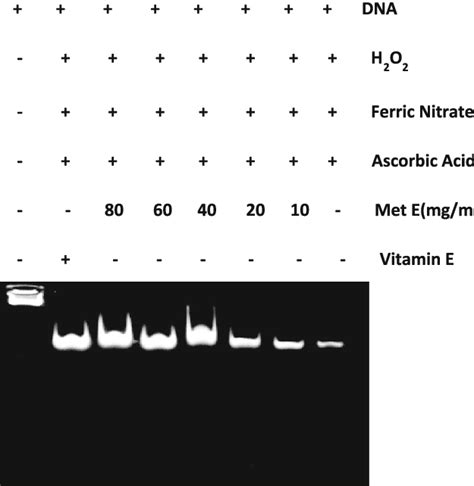 Electrophoretic Migration Pattern Of The Dna After Degradation By Download Scientific Diagram