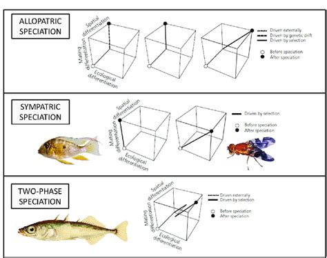 2 A Process Based Representation Of Speciation As Speciation Cubes